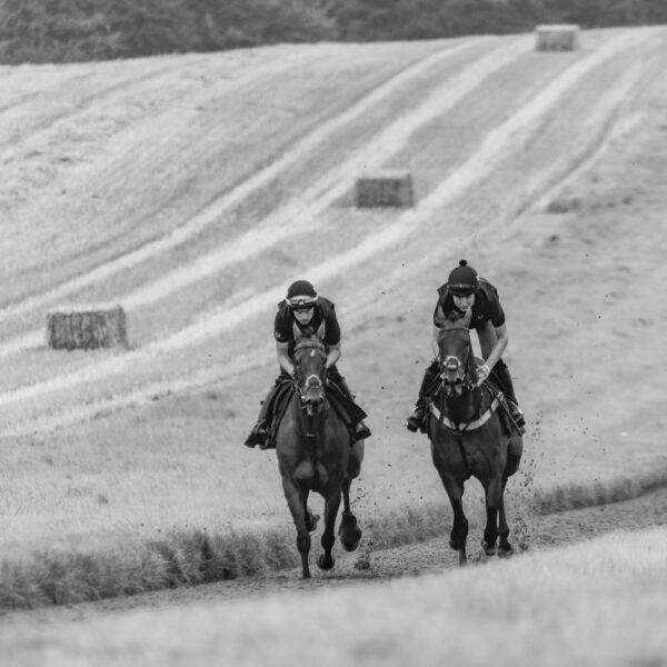 Approved by Emirates Racing Authority - Equishox